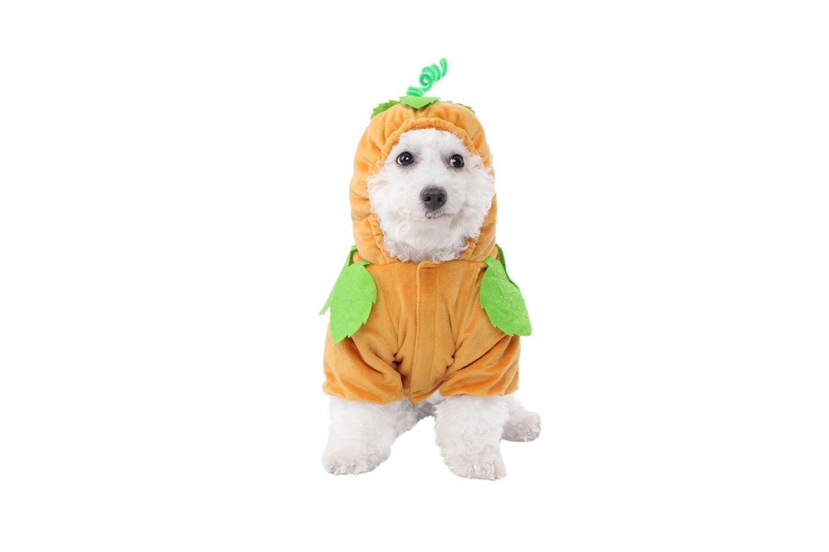 Halloween Pumpkin Pet Costume- SPOOKTACULAR | Spooktacular Creations